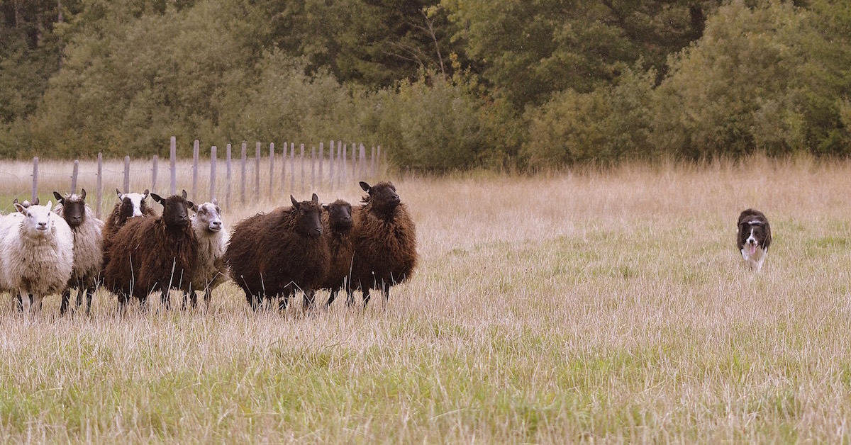 Bordercollie Uuno Turhapuron jalkamurheet ja muita kuulumisia