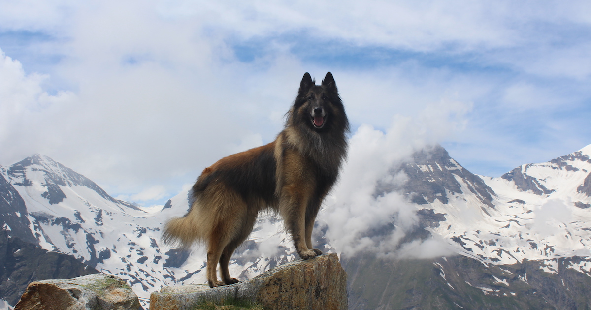Belgianpaimenkoira Kaukon työntäyteinen vuosi 2019