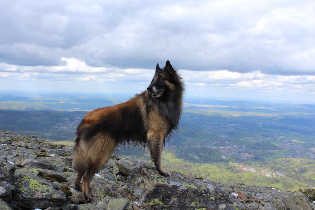 Belgianpaimenkoira Kaukon työntäyteinen vuosi 2019
