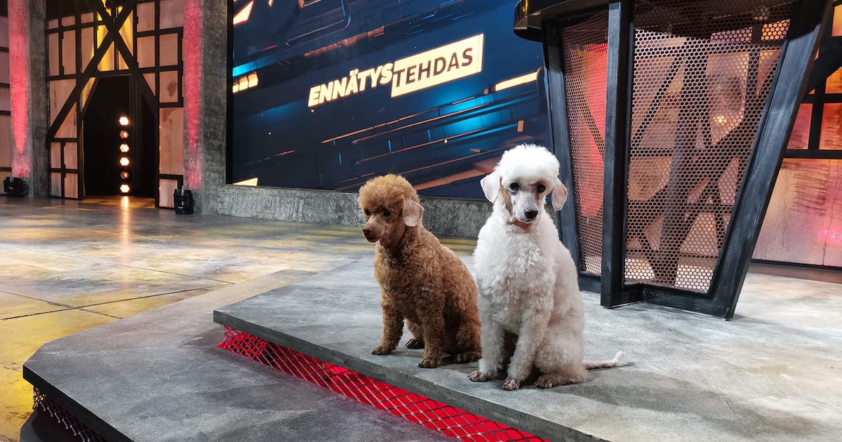 Villakoira Hekan kanssa TV-sarjan kulisseissa